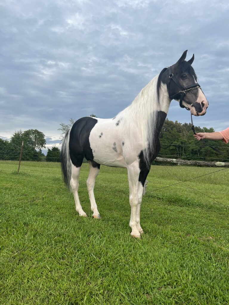 Skycat - Classic Horse Auction