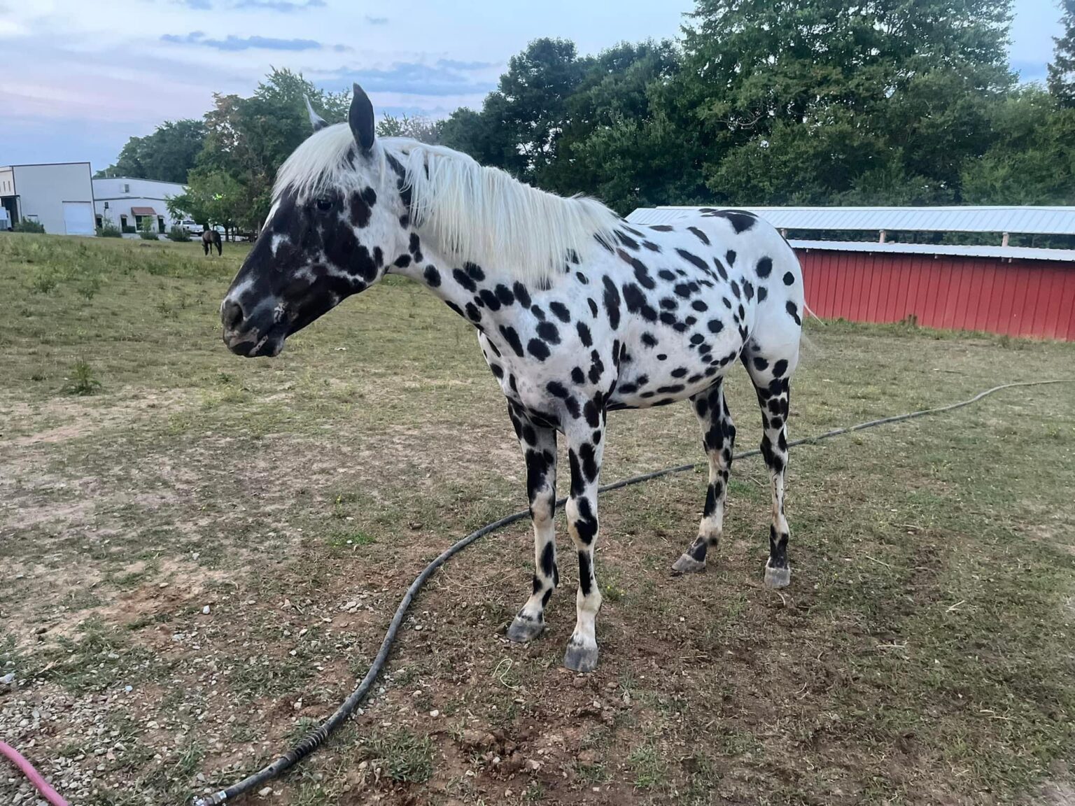 Great Leopard Appaloosa Flashy Colt Hank 𝙉𝙚𝙬 𝙋𝙝𝙤𝙩𝙤𝙨 - Classic Horse Auction