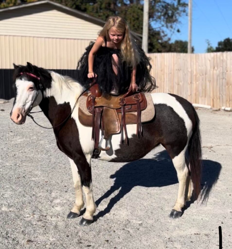 Paint Pony Mare Fun Daisy - Classic Horse Auction