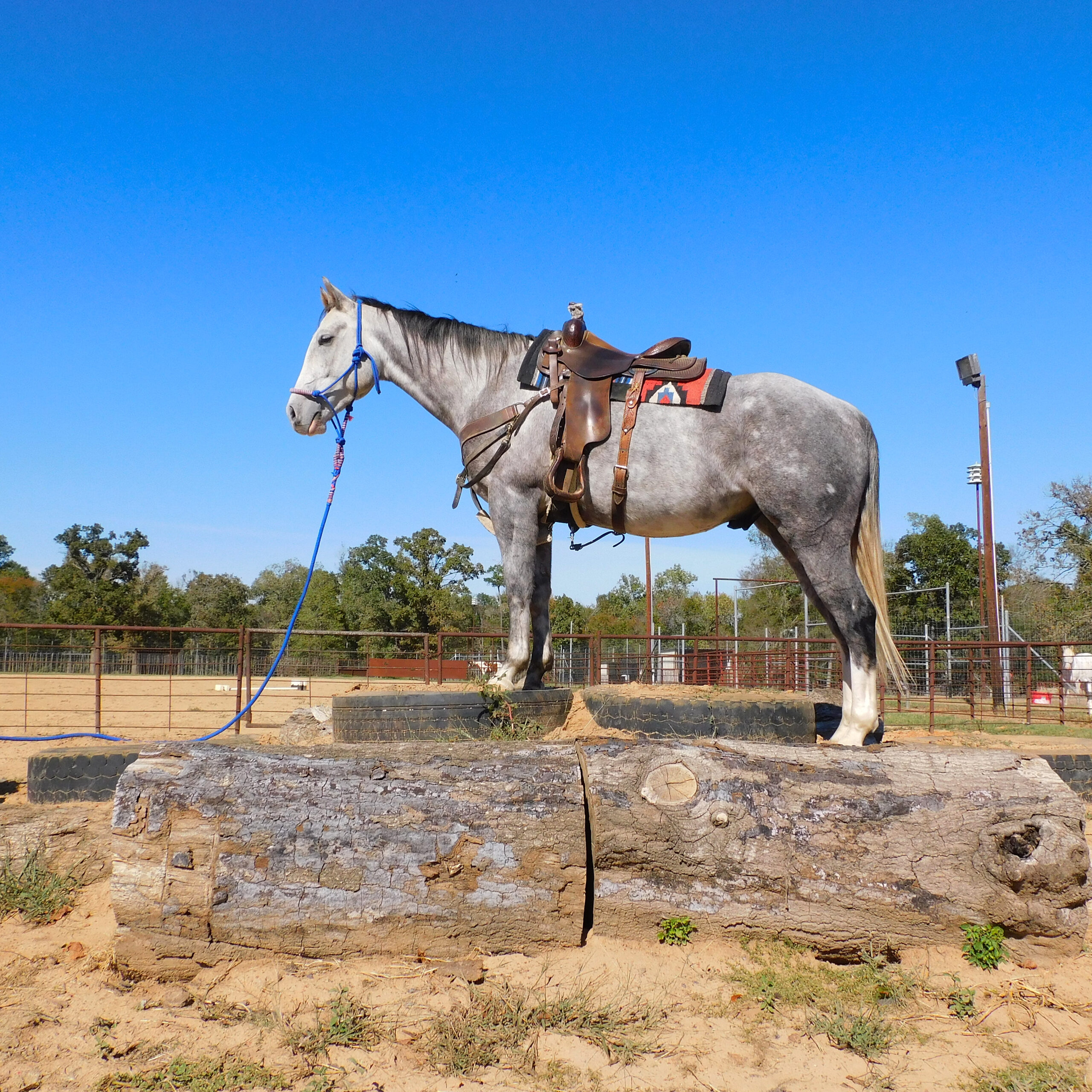 Great Dapple Grey Quarter Horse Gelding 4yo Argento Classic Horse Auction Great Dapple Grey Quarter Horse Gelding 4yo Argento Classic Horse Auction