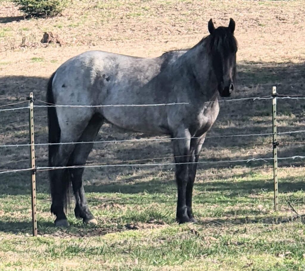 Blue Roan Tennessee Walking Horse Gelding 4 yoASHUR *NEW VIDEO 1.17.2023 - Classic Horse Auction