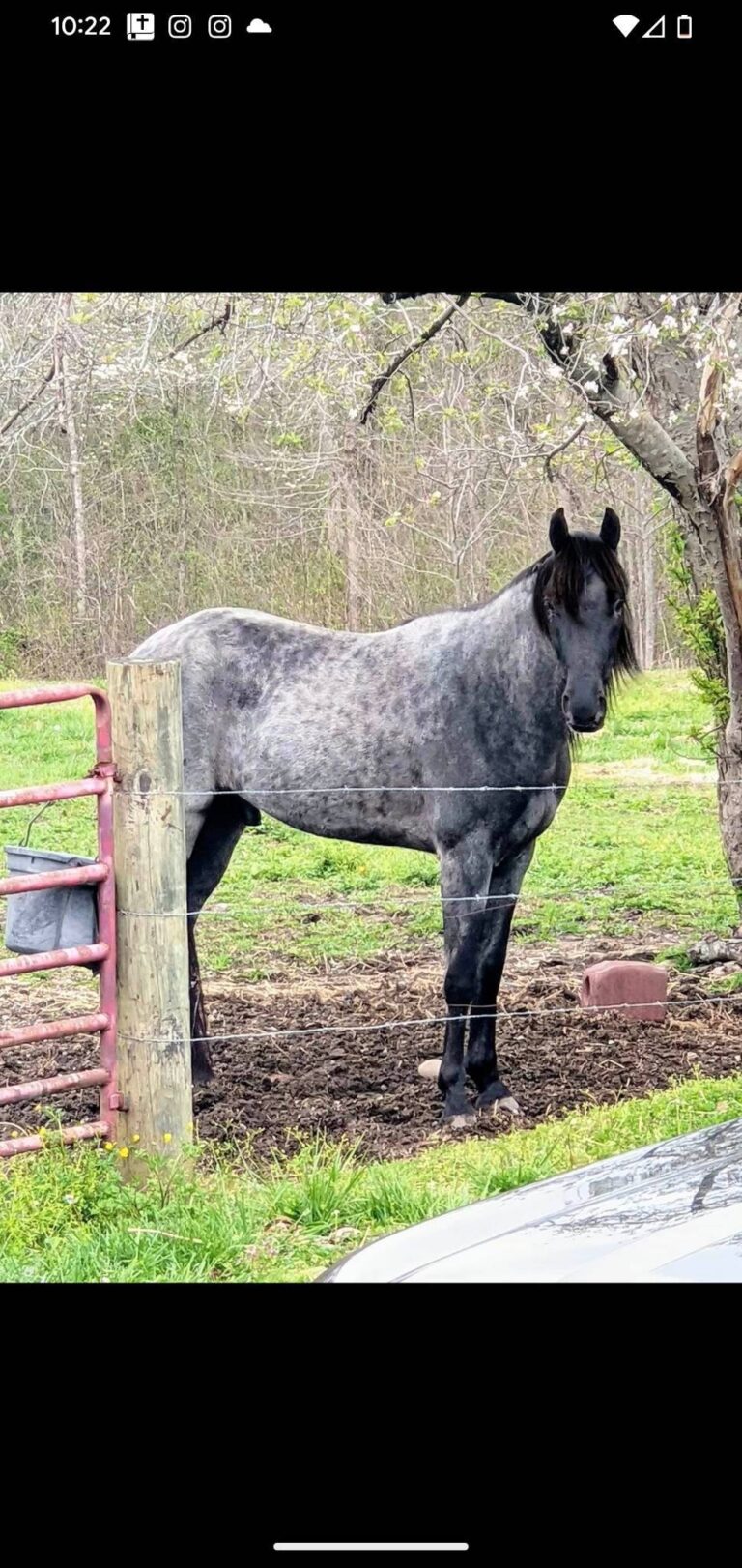 Blue Roan Tennessee Walking Horse Gelding 4 yoASHUR *NEW VIDEO 1.17.2023 - Classic Horse Auction