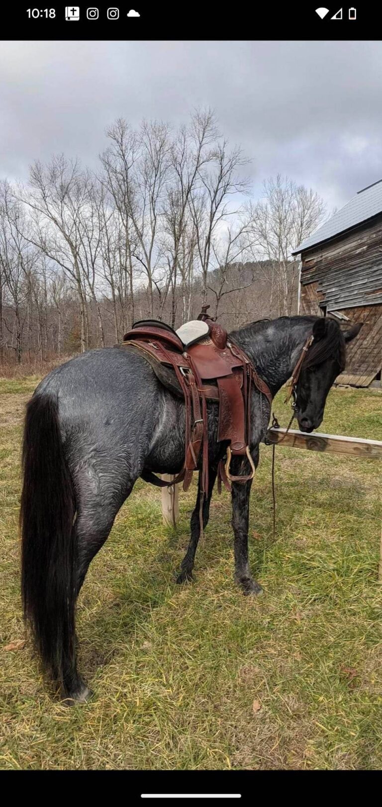 Blue Roan Tennessee Walking Horse Gelding 4 yoASHUR *NEW VIDEO 1.17.2023 - Classic Horse Auction
