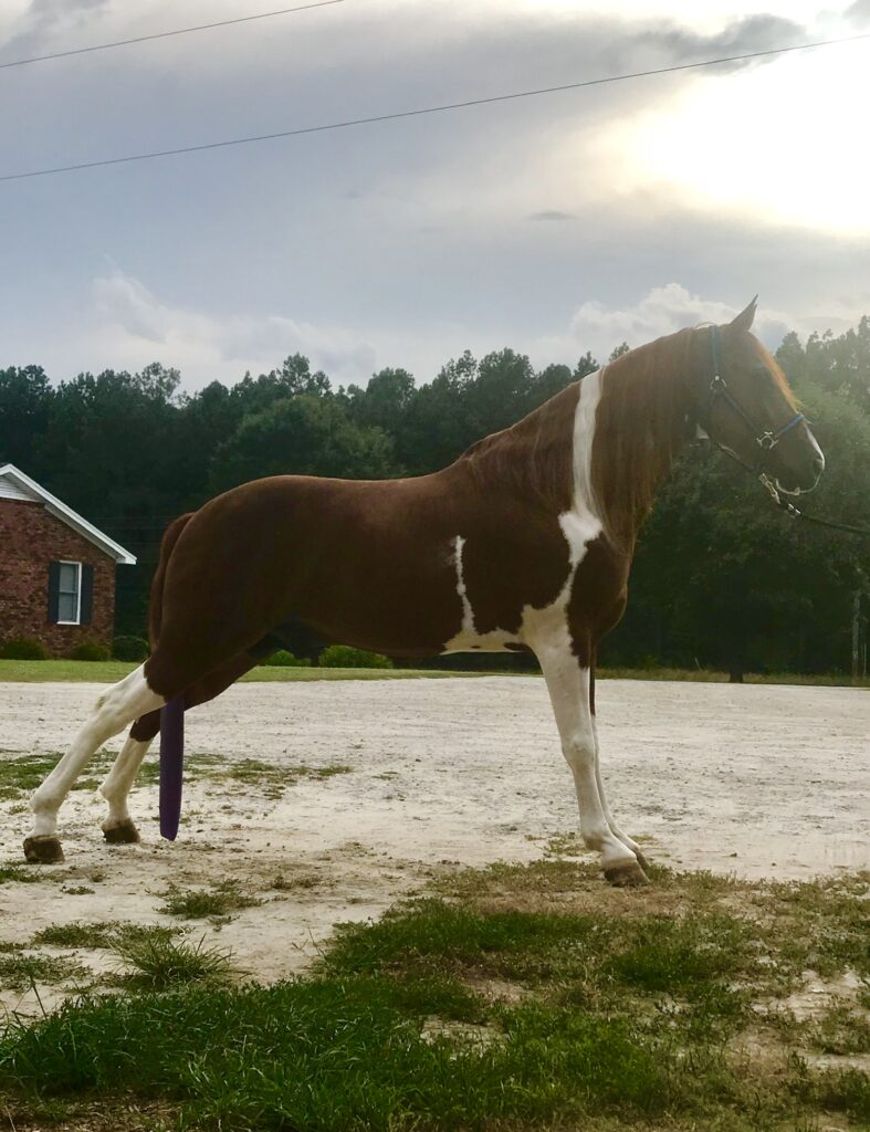 COPPER - Classic Horse Auction