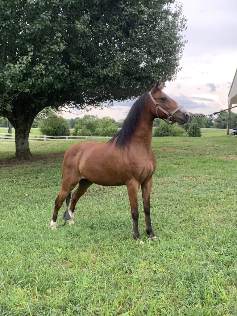 HACKNEY WELSH PONY CROSS 12 YO NELLY - Classic Horse Auction