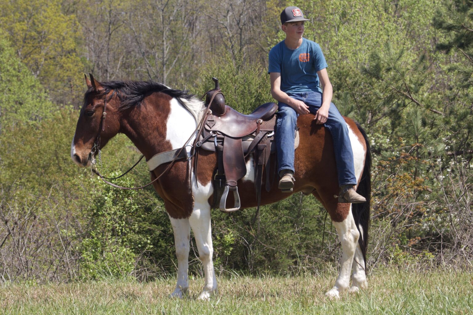 SPOTTED SADDLE HORSE GELDING BIG JOHN - Classic Horse Auction