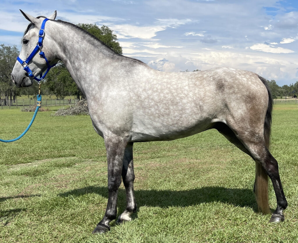 REGISTERED DAPPLE GRAY MAX - Classic Horse Auction