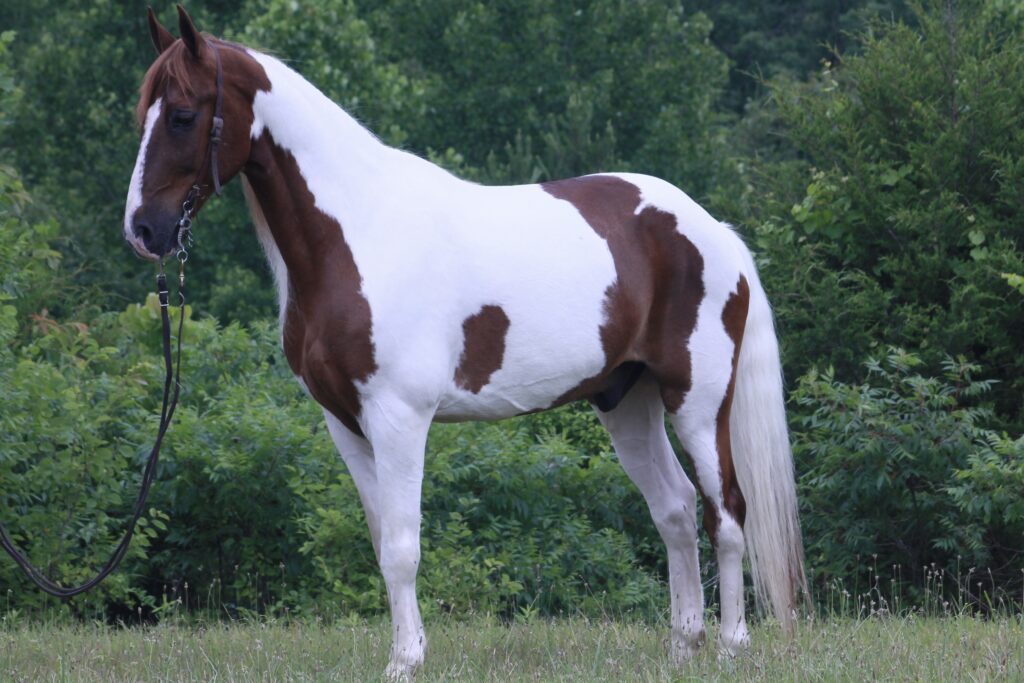 SORREL WHITE SPOTTED GELDING PREACHER - Classic Horse Auction