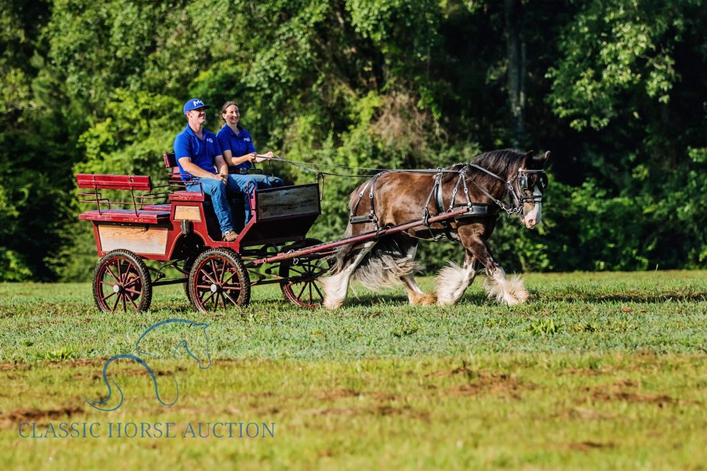 EXCEPTIONAL GYPSY VANNER GELDING WILLY 𝙉𝙚𝙬 GENETIC TEST ADDED - Classic ...