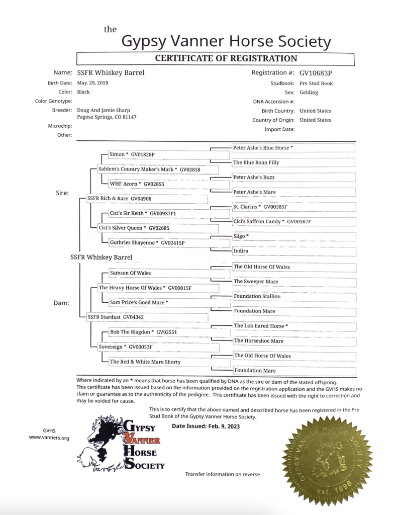 EXCEPTIONAL GYPSY VANNER GELDING WILLY 𝙉𝙚𝙬 GENETIC TEST ADDED - Classic ...