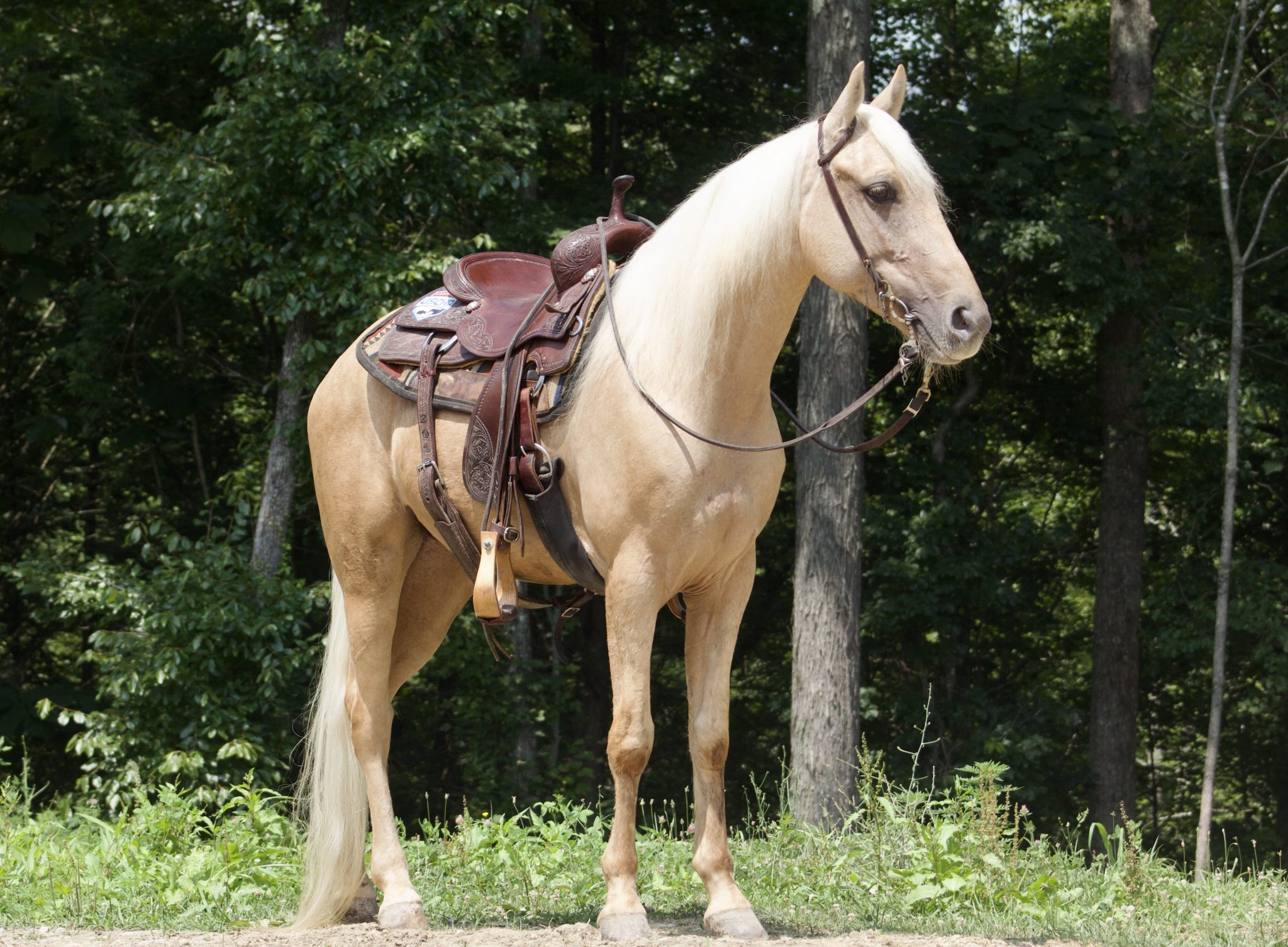 FANCY GAITED PALOMINO DIRTY DEEDS 𝙉𝙚𝙬 𝘿𝙤𝙘𝙨 𝘼𝙙𝙙𝙚𝙙 - Classic Horse Auction