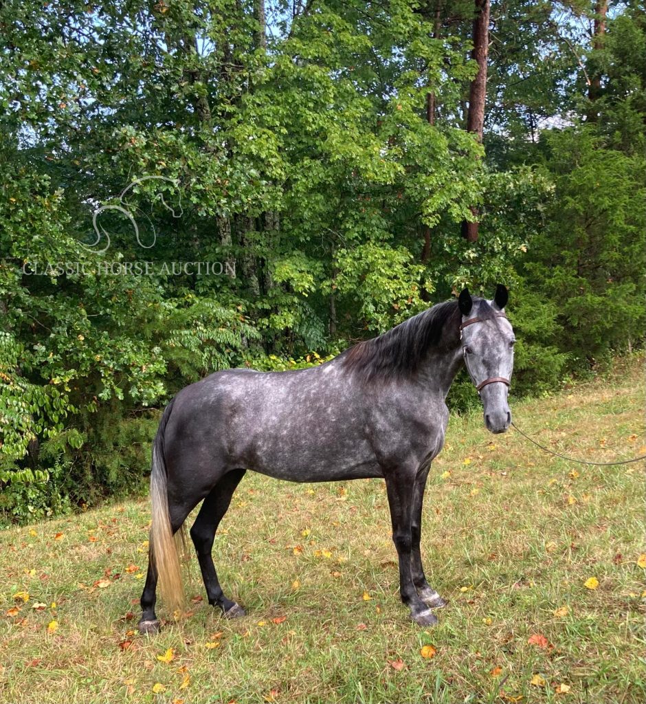 REGISTERED TWH MARE GREY TRAIL READY