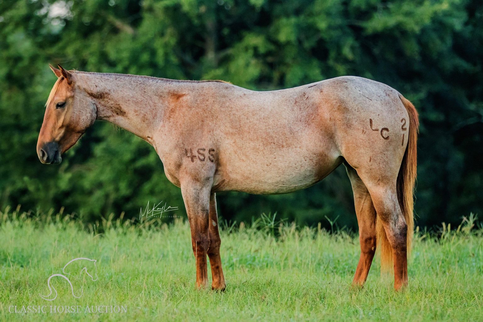 AQHA QUARTER HORSE MARE RED ROAN
