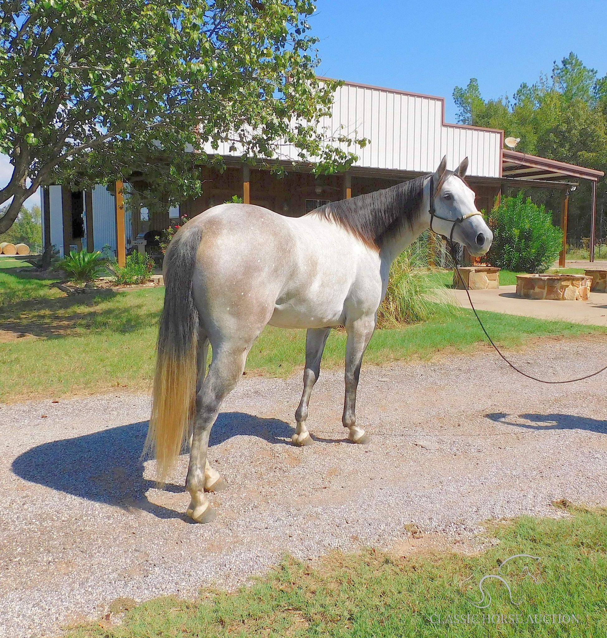 GREY QUARTER HORSE MARE FAMILY SAFE