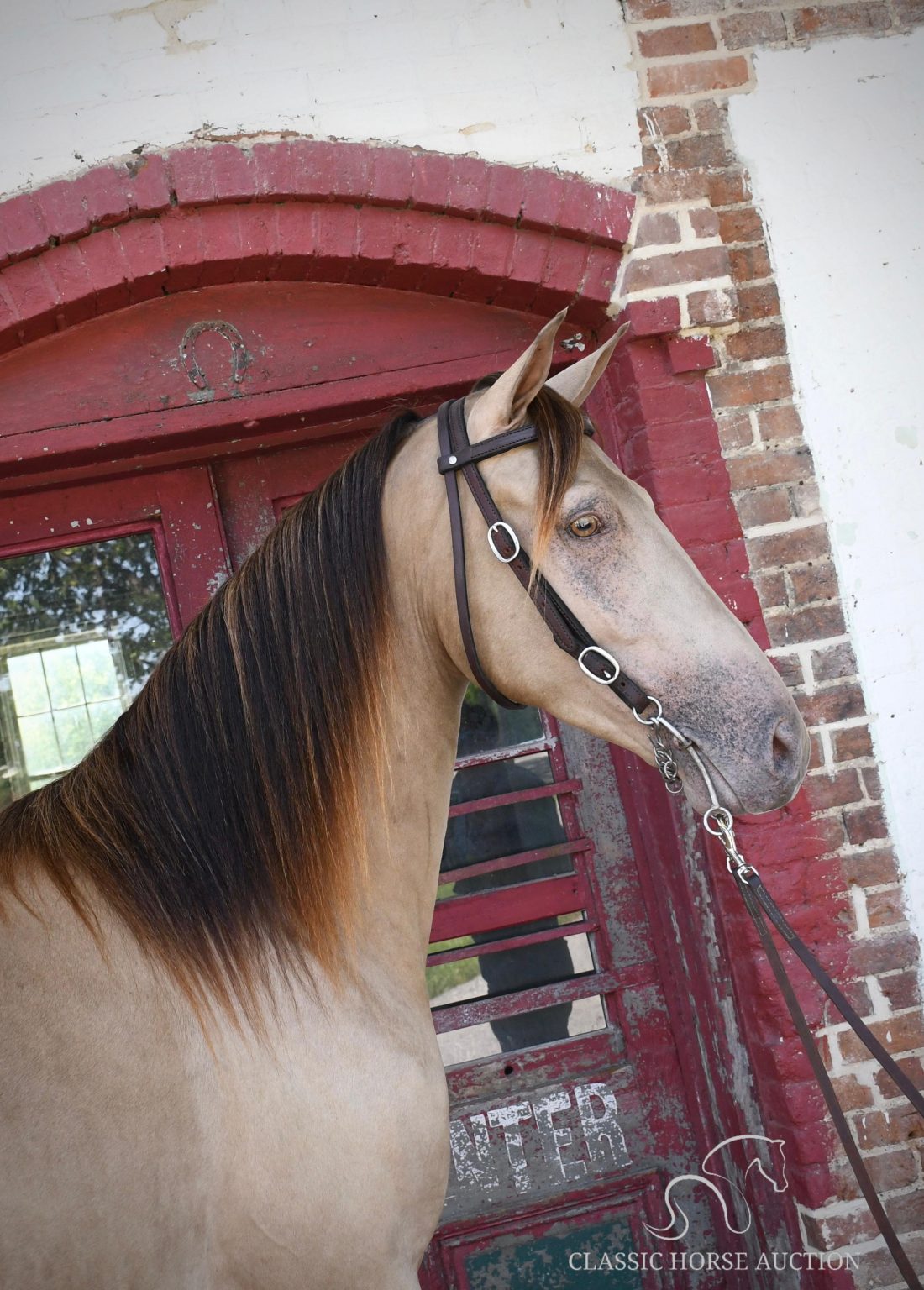 REGISTERED TENNESSEE WALKING CHAMPAGE GELDING