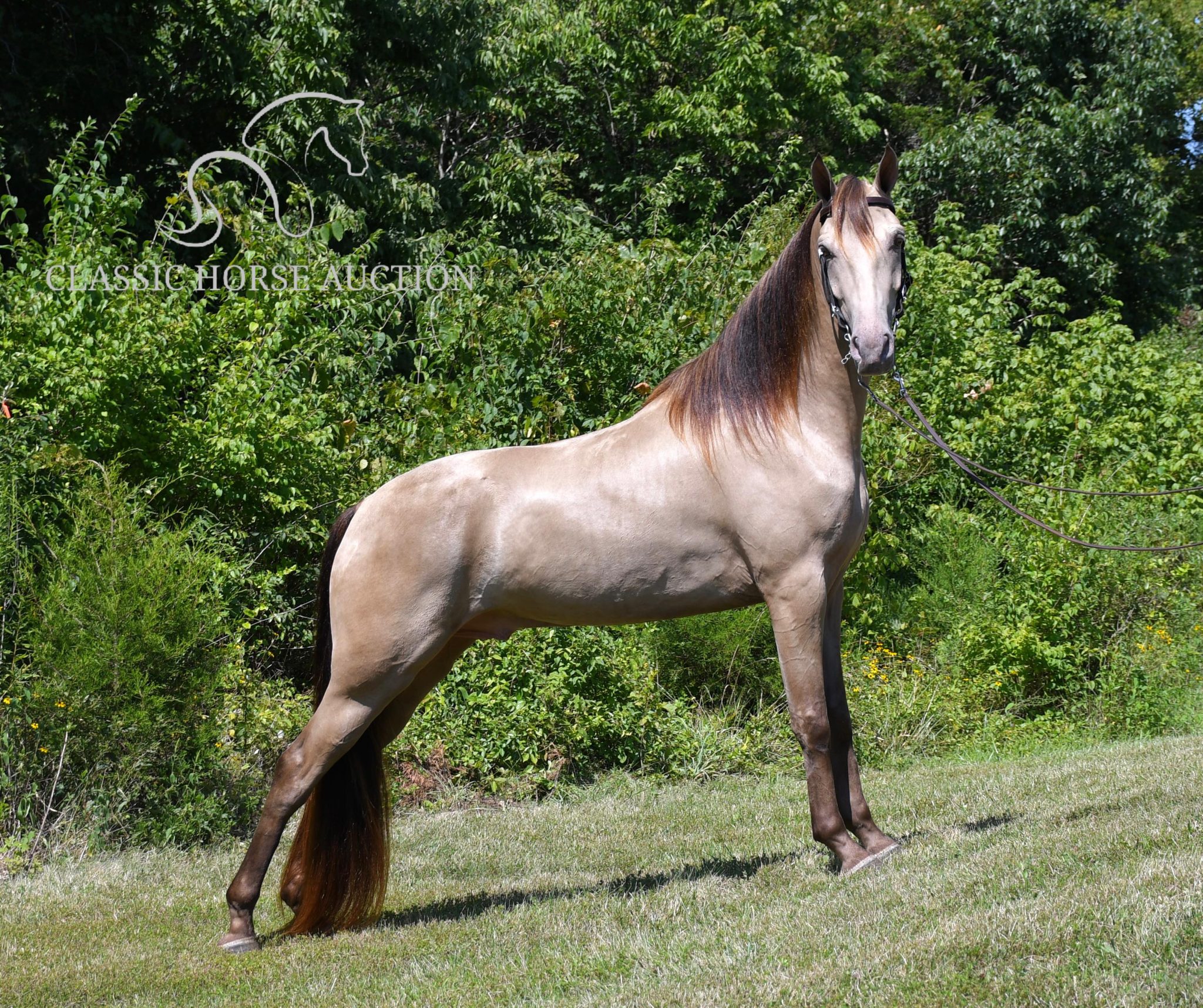 Home - Classic Horse Auction