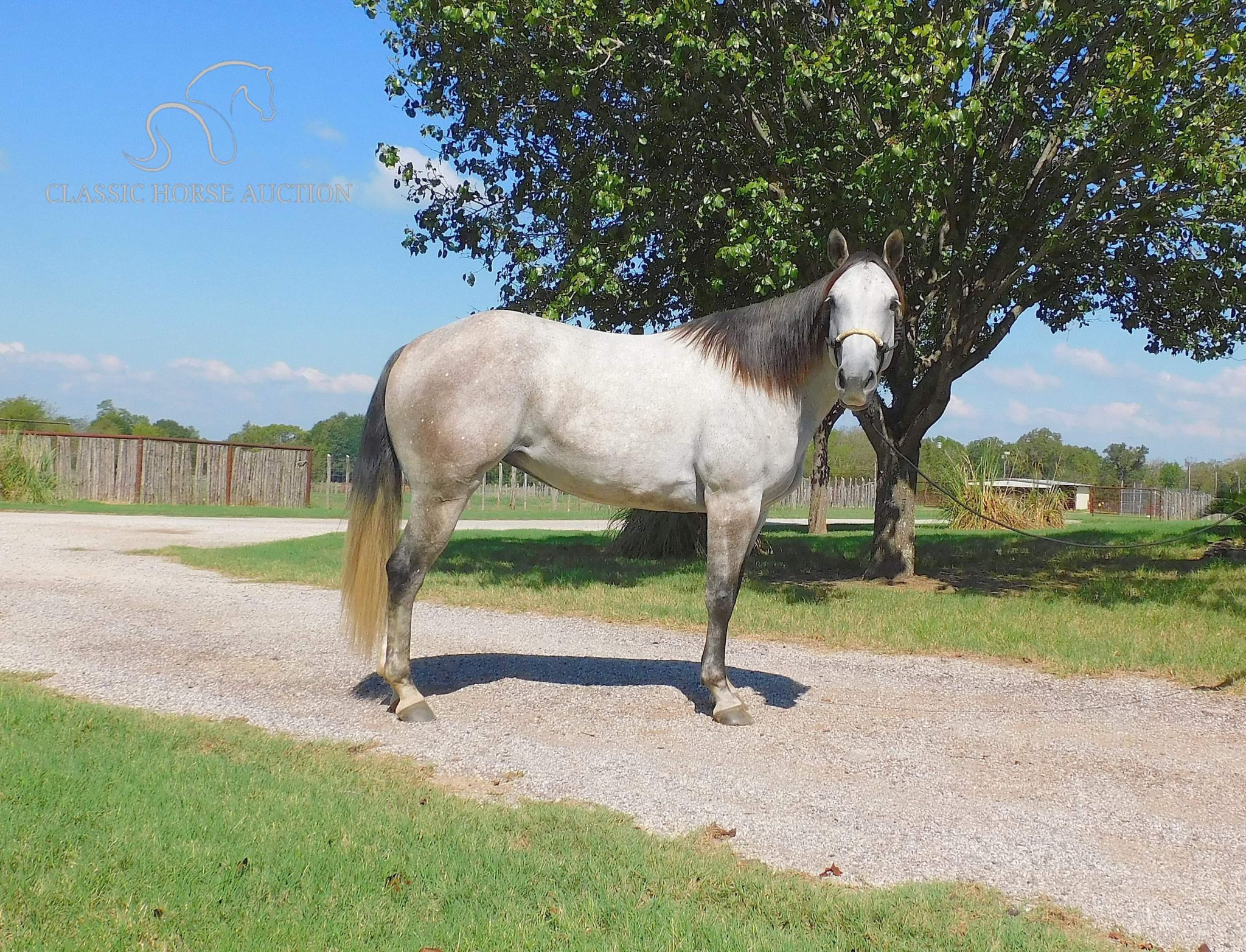 GREY QUARTER HORSE MARE FAMILY SAFE