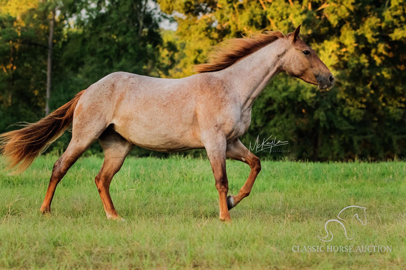 AQHA QUARTER HORSE MARE RED ROAN