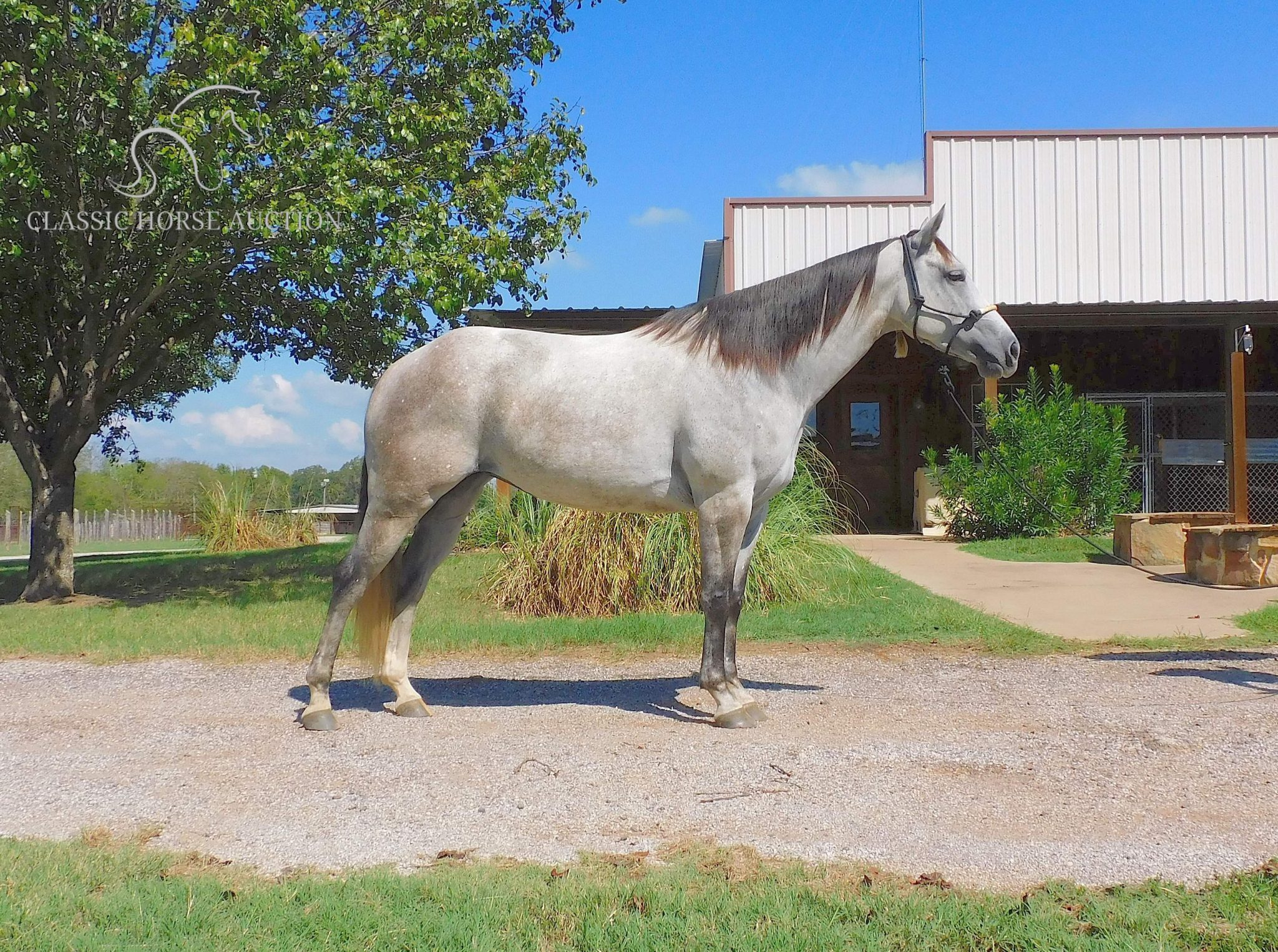 GREY QUARTER HORSE MARE FAMILY SAFE