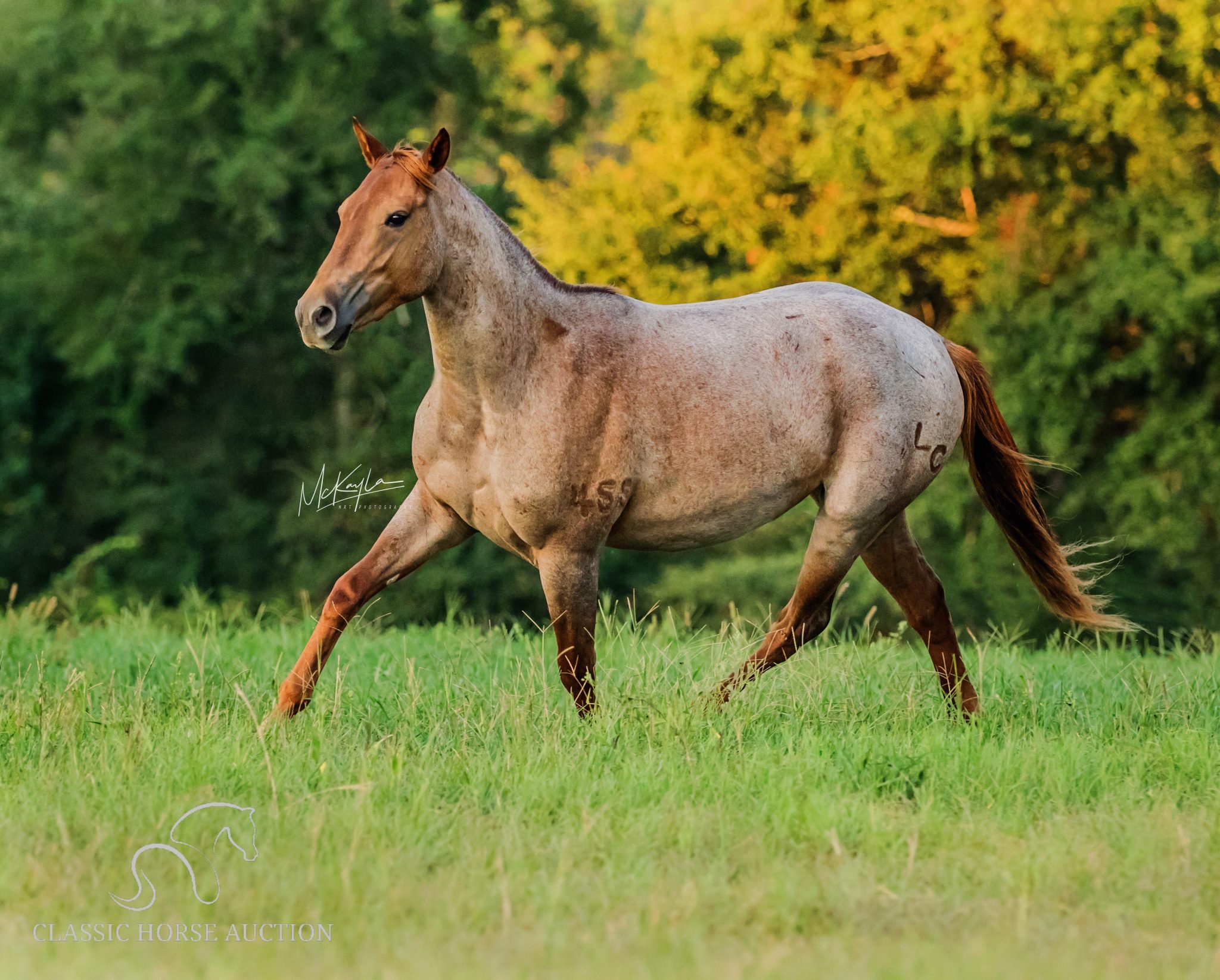 AQHA QUARTER HORSE MARE RED ROAN