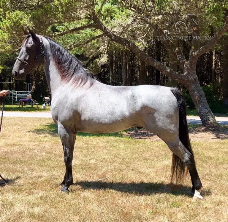 REGISTERED BLUE ROAN TENNESSEE WALKING HORSE GELDING