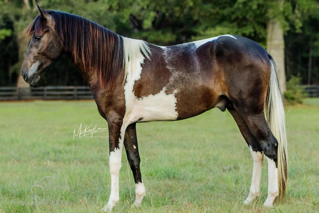 PAINT PASO FINO GELDING 14HH 2.5 YEARS