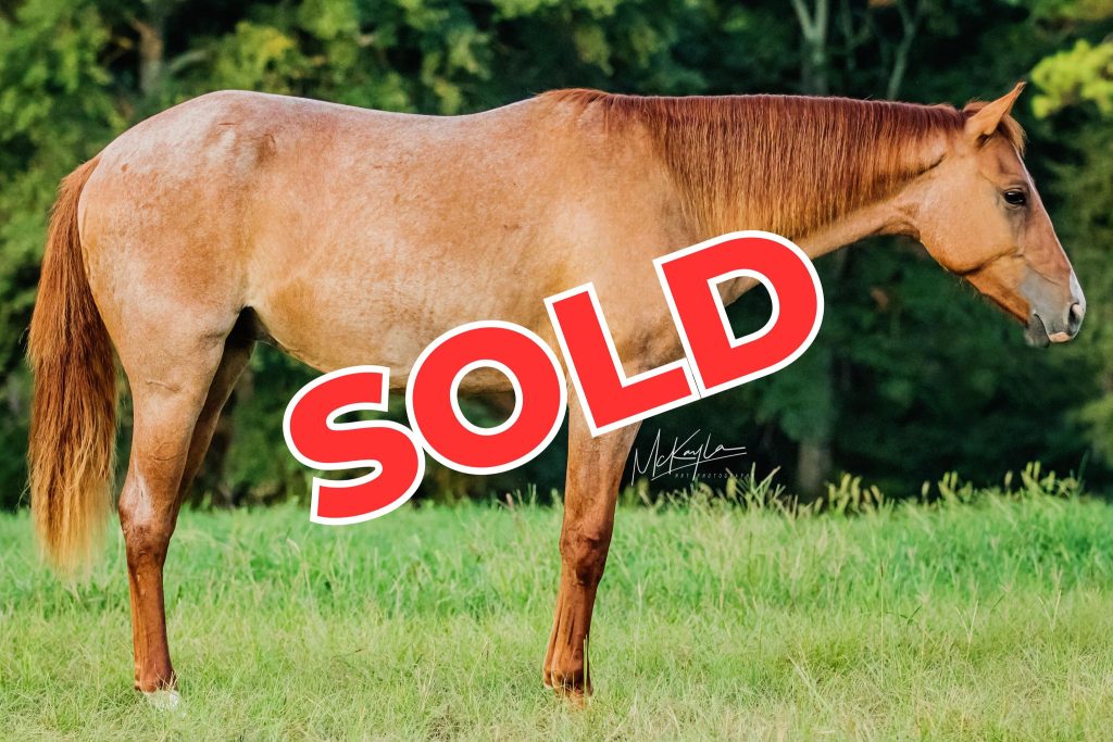AQHA QUATER HORSE RED ROAN MARE 15HH