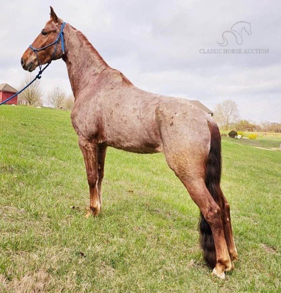 RED ROAN REGISTERED TENNESSEE WALKING MARE