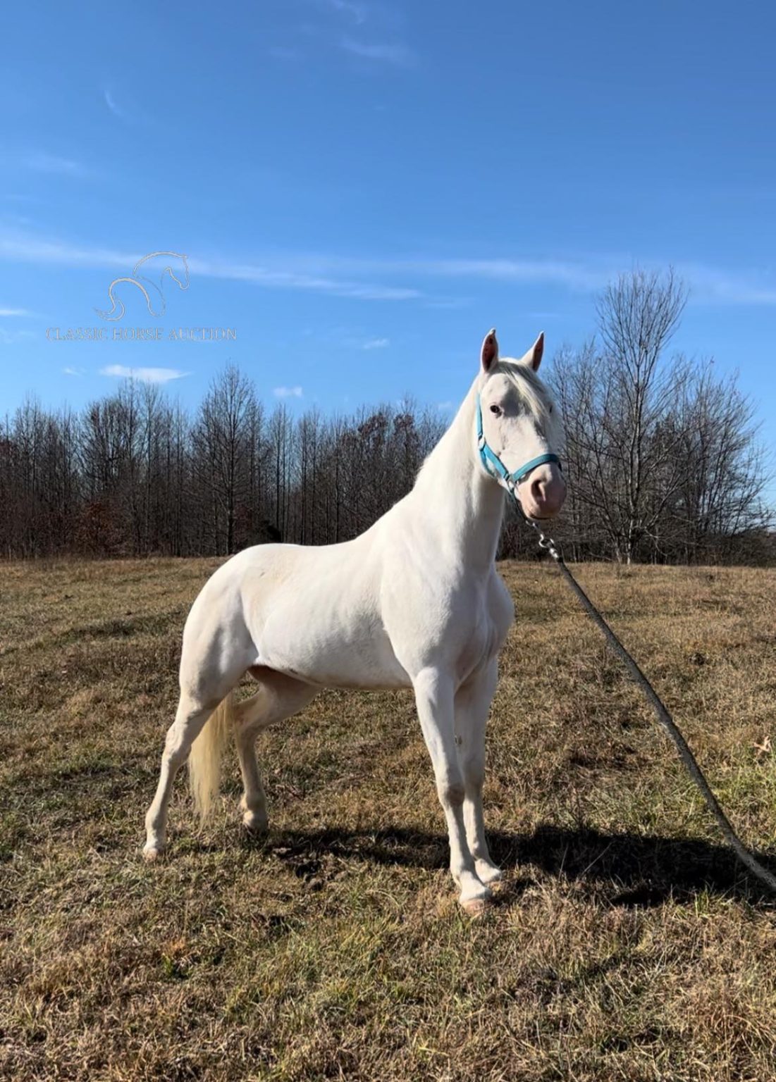 TENNESSEE WALKING HORSE GELDING WHITE