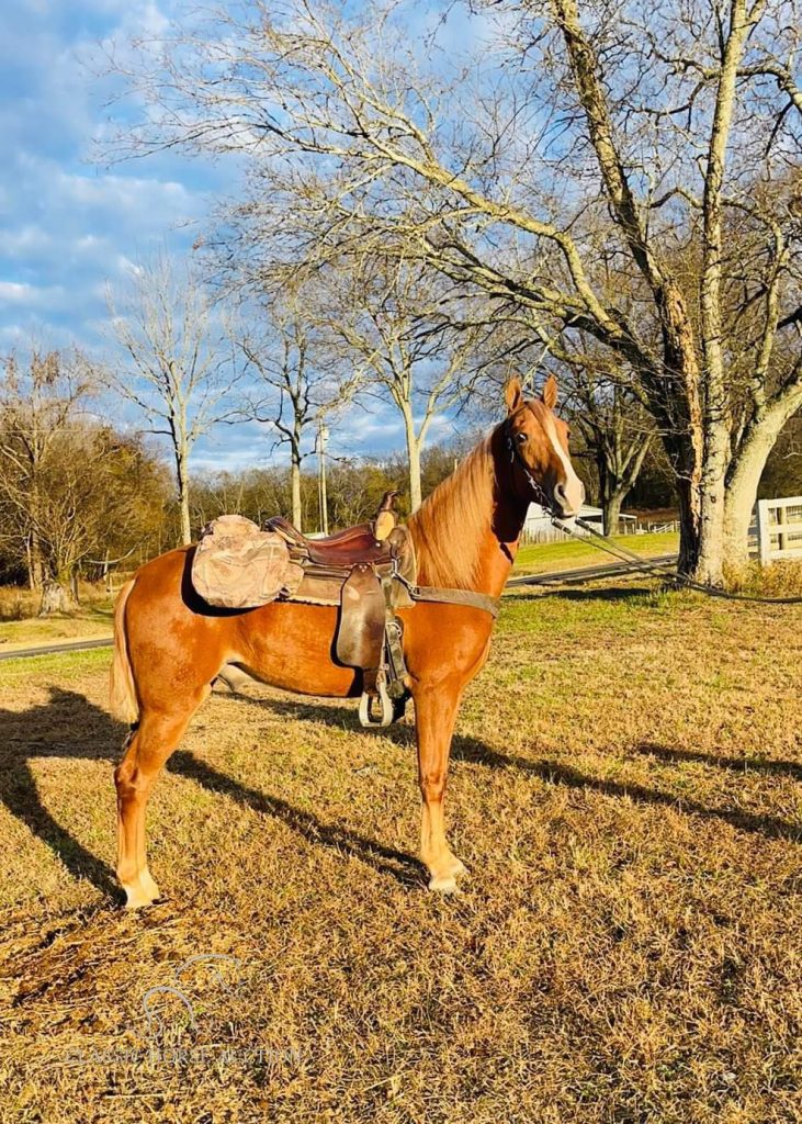 REGISTERED TENNESSEE WALKING HORSE GELDING