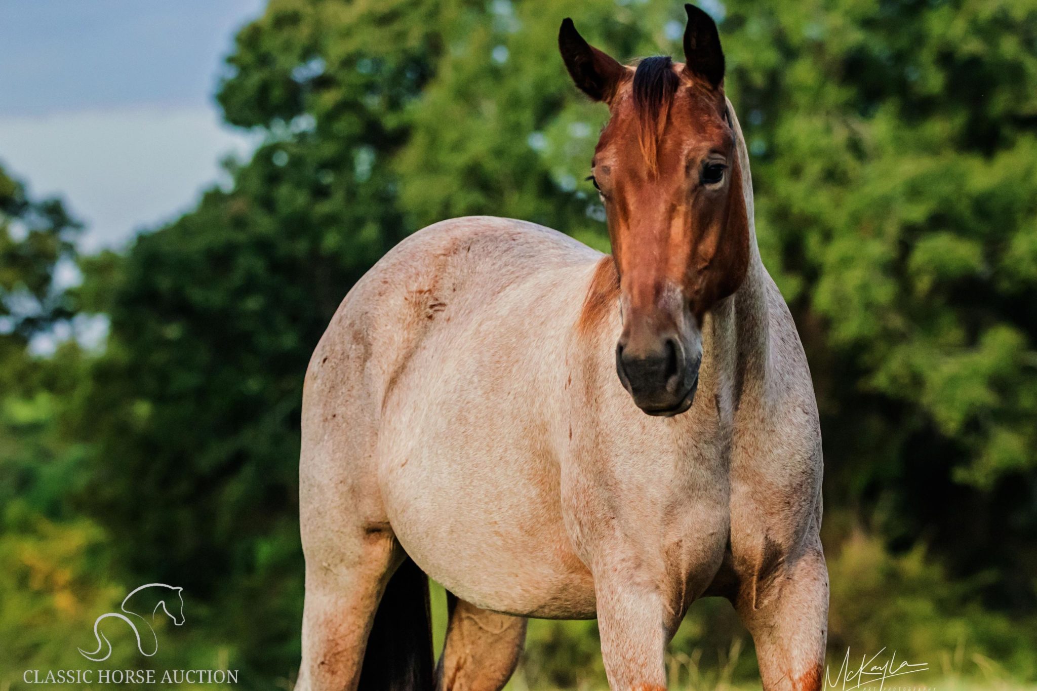 AQHA BAY ROAN QUARTER HORSE FILLY 15HH