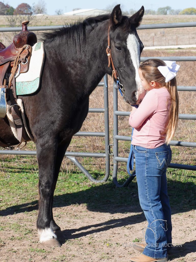 KID SAFE WELSH COB BLACK MARE AND FOAL