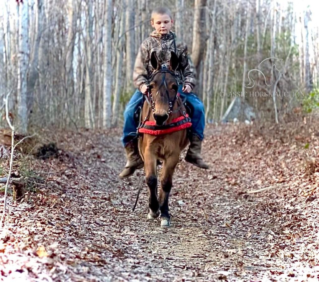 KID SAFE MINIATURE BAY MULE TURBO