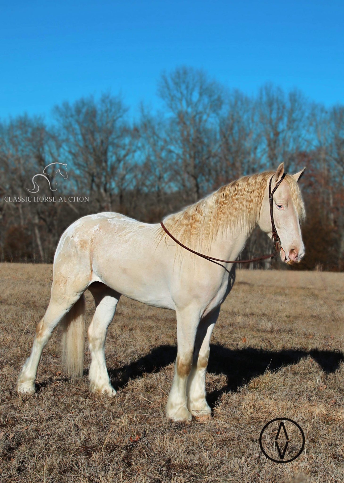 PERLINO GYPSY CROSS GELDING