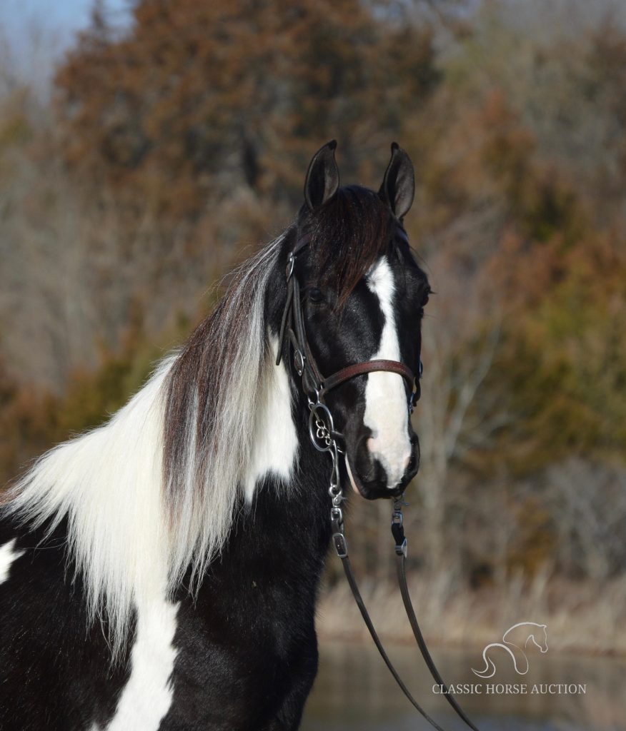 FLASHY SPOTTED SADDLE HORSE GELDING