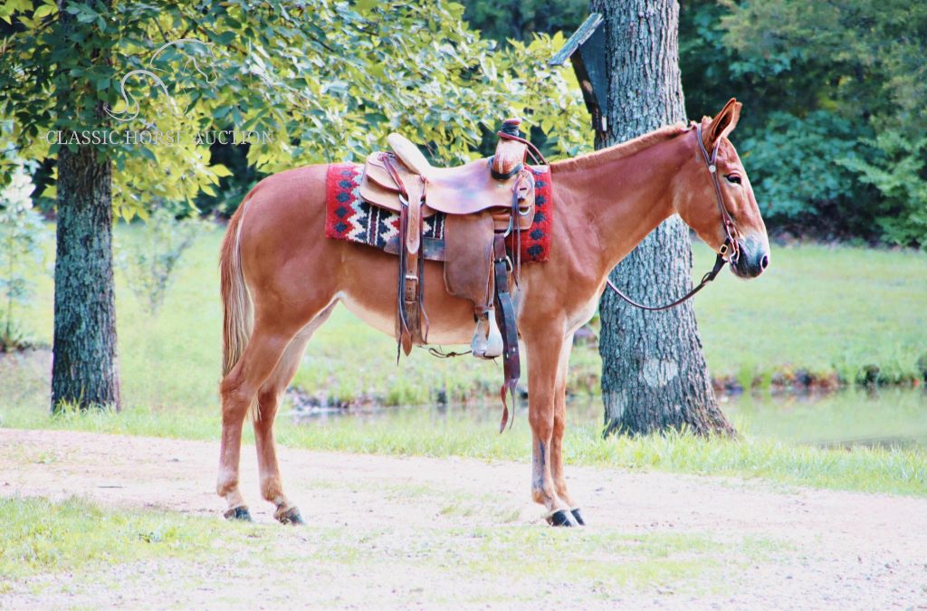 SORREL MOLLY MULE