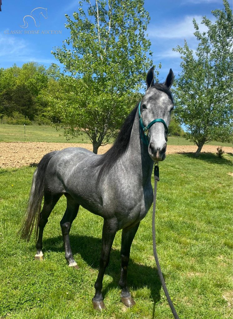 REGISTERED GREY TENNESSEE WALKING HORSE GELDING