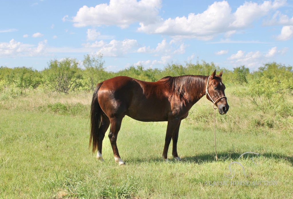 BEGINNER RANCH QUARTER HORSE