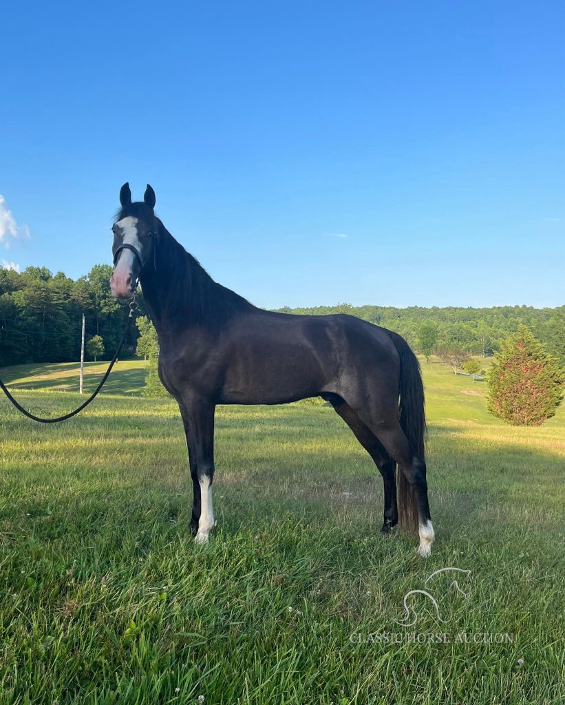 REGISTERED BLACK ROAN TENNESSEE WALKING HORSE GELDING