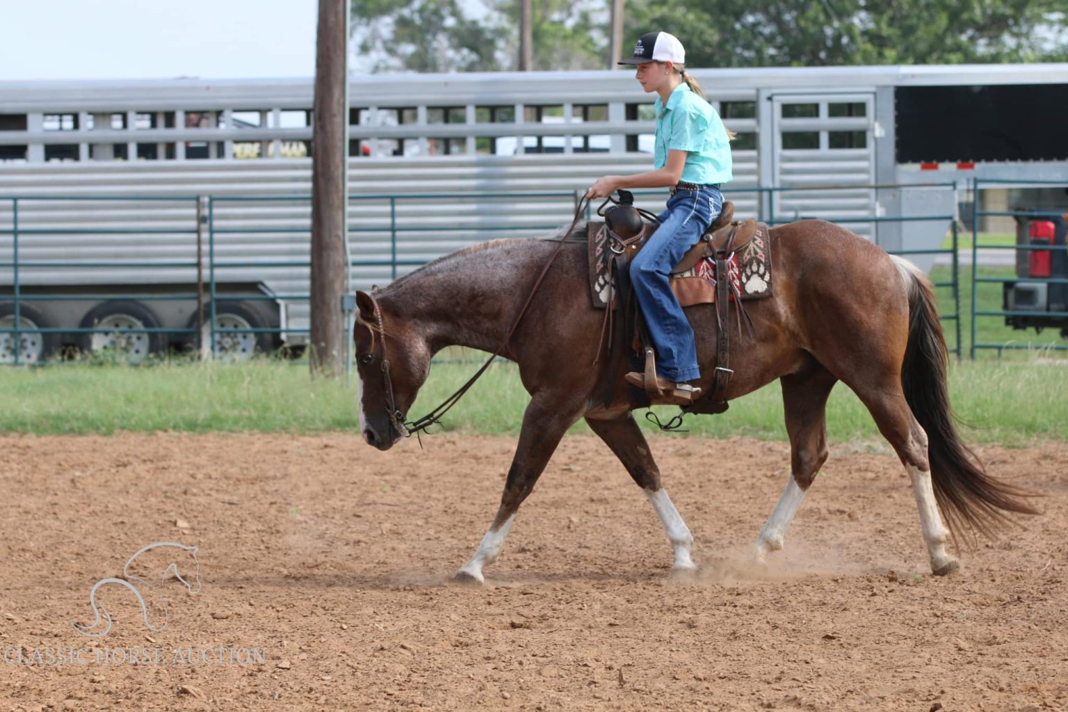 RANCH WORK BEGINNER QUARTER HORSE