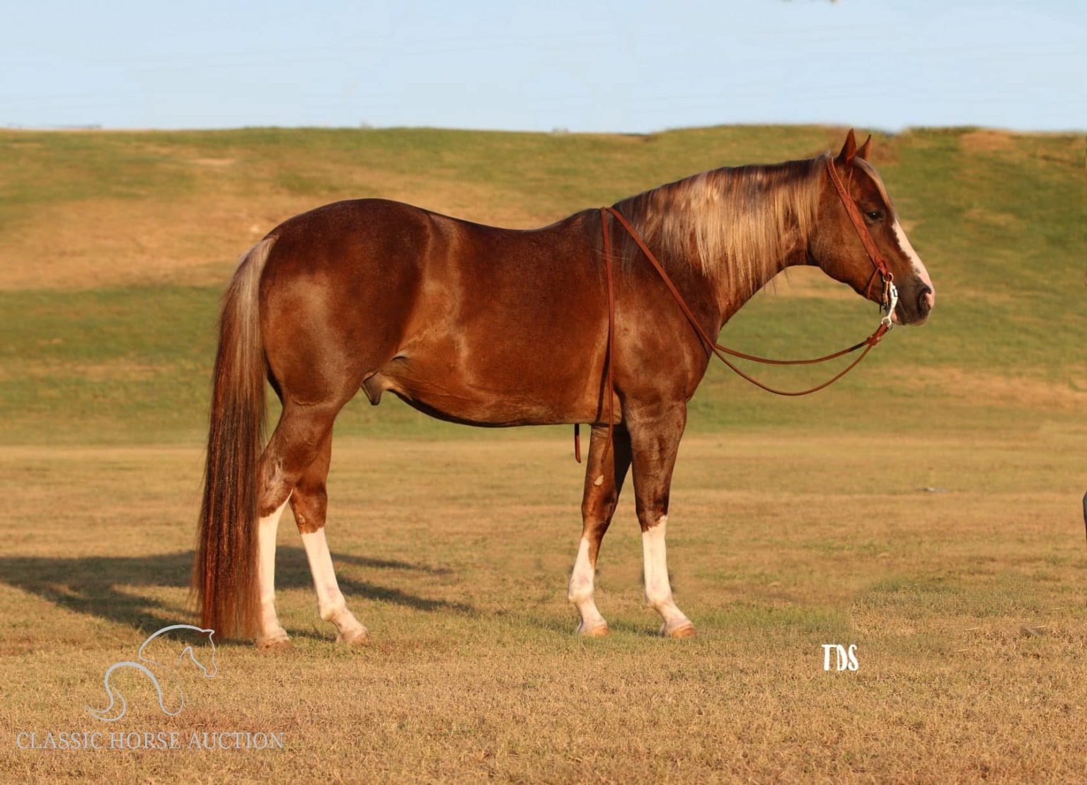 RANCH WORK BEGINNER QUARTER HORSE