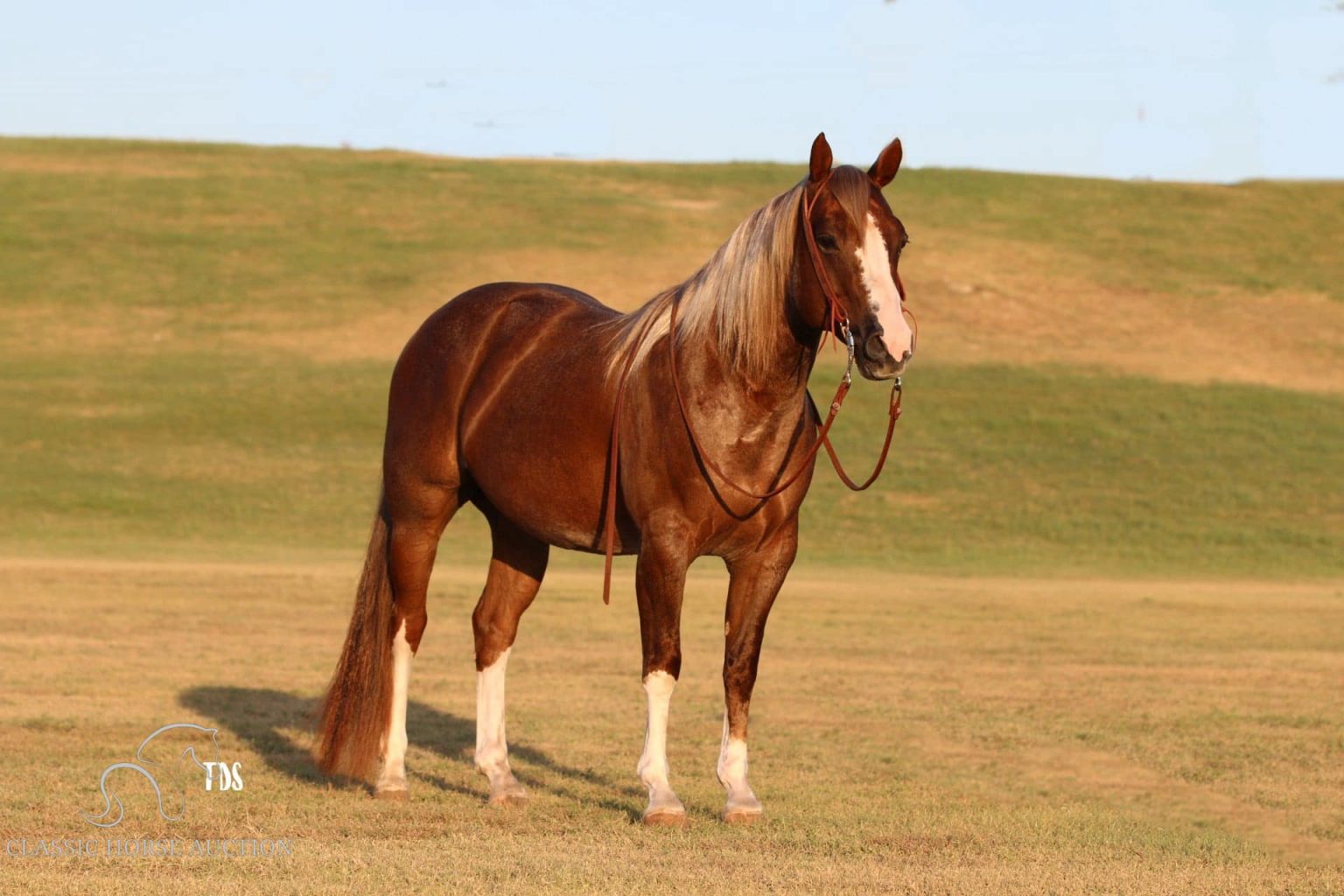 RANCH WORK BEGINNER QUARTER HORSE