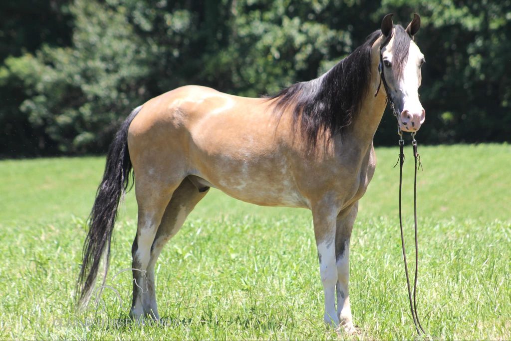 REGISTERED BUCKSKIN SABINO GELDING