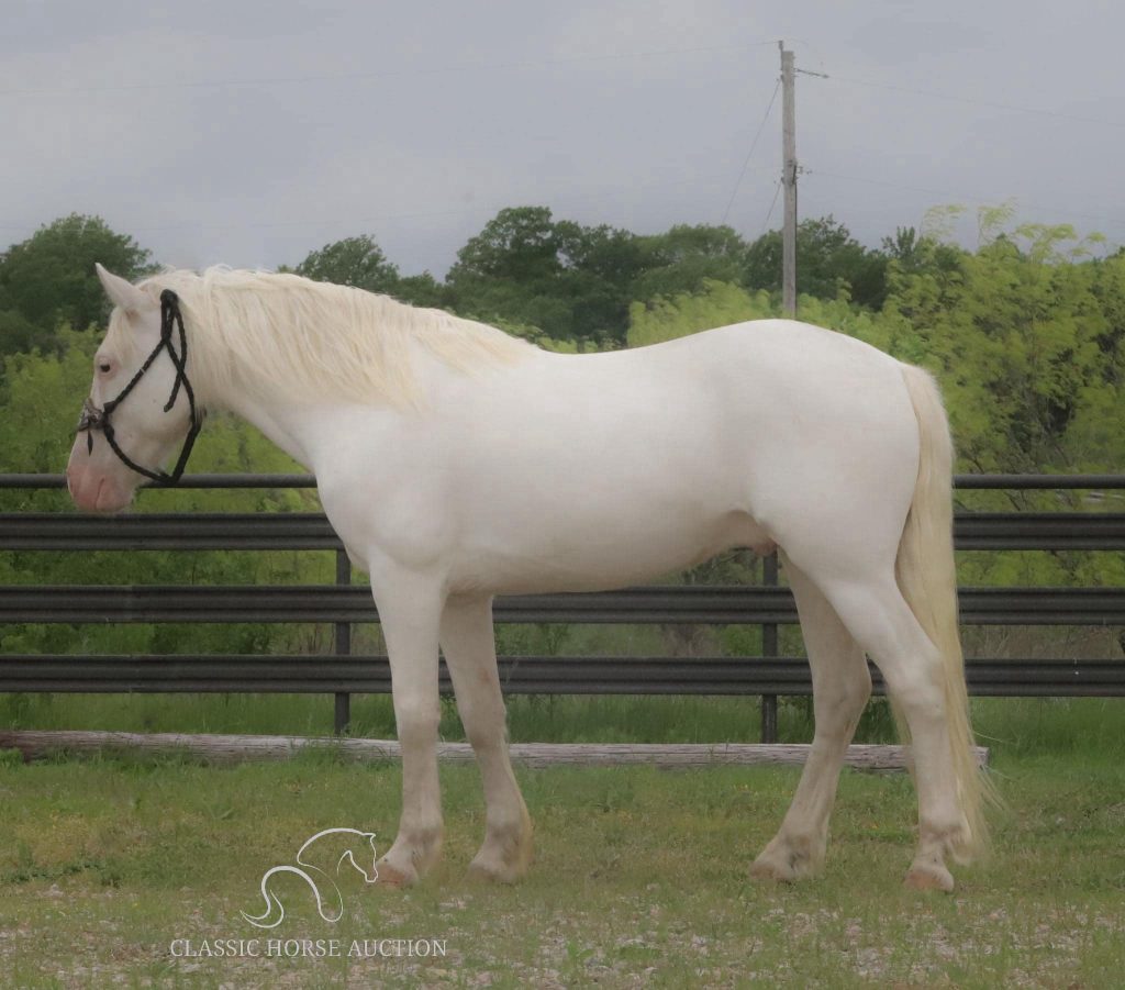 MEXICAN CRIOLLO PONY