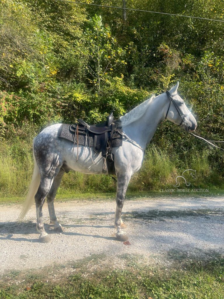 DOUBLE REGISTERED TENNESSEE WALKING HORSE