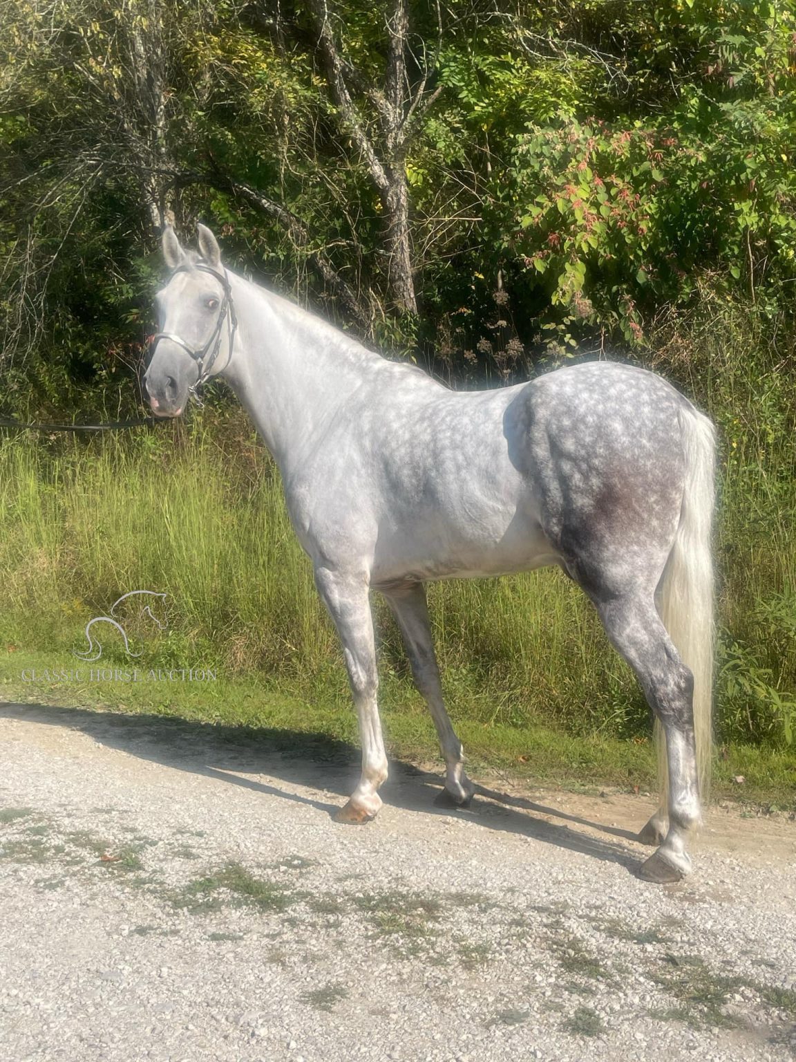 DOUBLE REGISTERED TENNESSEE WALKING HORSE