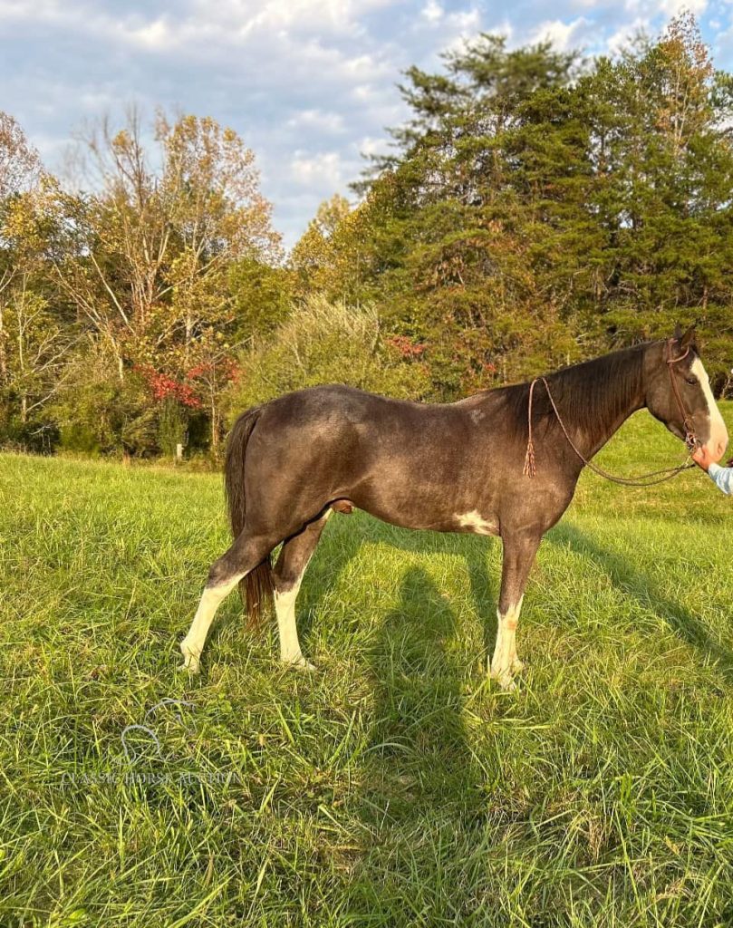 BLACK ROAN TENNESSEE WALKING HORSE GELDING