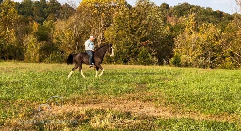 BLACK ROAN TENNESSEE WALKING HORSE GELDING