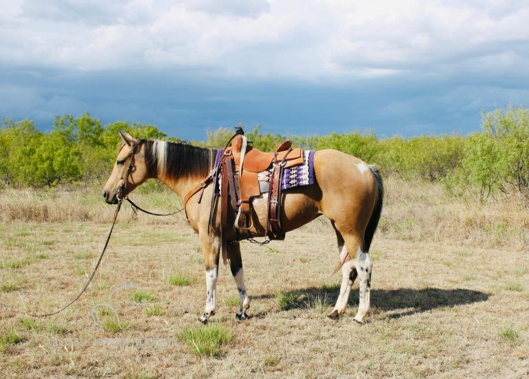 APHA BUCKSKIN MARE