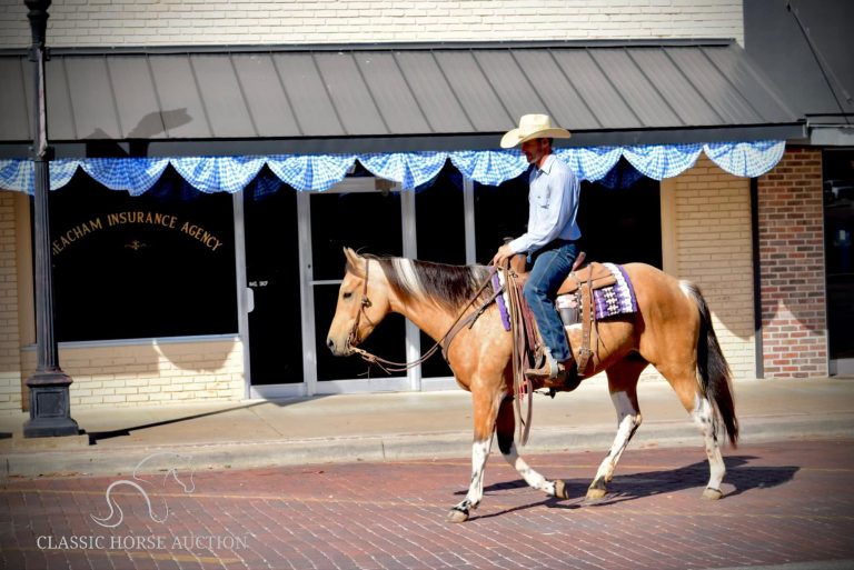 APHA BUCKSKIN MARE